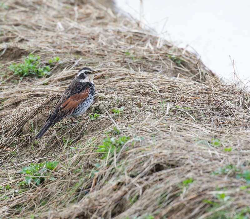 Bruine Lijster, Dusky Thrush, Turdus Eunomus Stock Photo - Image of ...