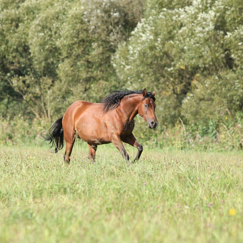 Bruine Merrie Met Het Lange Manen Lopen Stock Foto - Image of dier ...