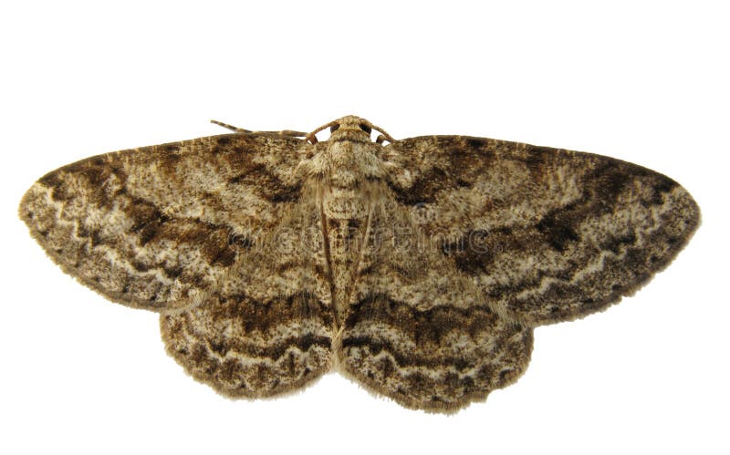 Bruine mot stock foto. Image of klein, geïsoleerd, bruin - 16278354