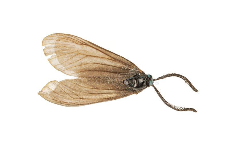 Bruine Mot Op Een Witte Achtergrond Stock Afbeelding - Image of ...