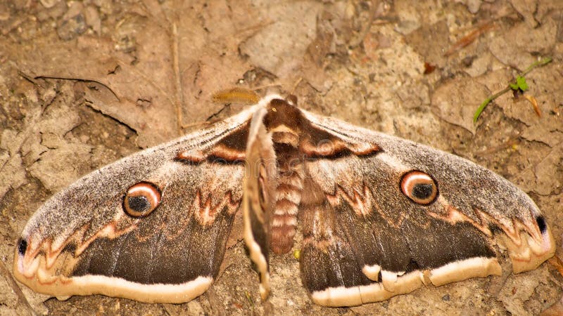 Bruine Mot Op Een Witte Achtergrond Stock Afbeelding - Image of ...