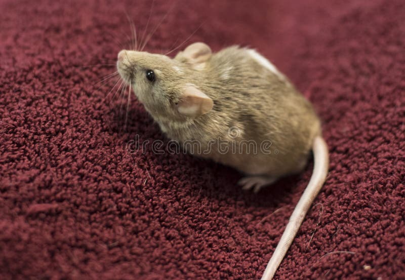 Bruin muisgebied stock afbeelding. Image of muis, zaad - 140227637