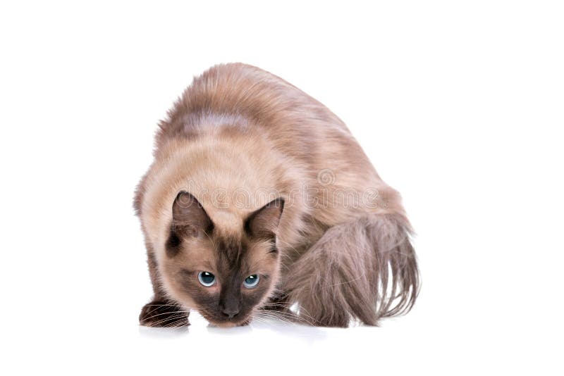 Bruine Ragdoll-kat stock afbeelding. Image of huisdier - 56785331