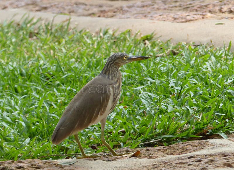 Bruine reiger stock afbeelding. Image of kruid, vogel - 91060587