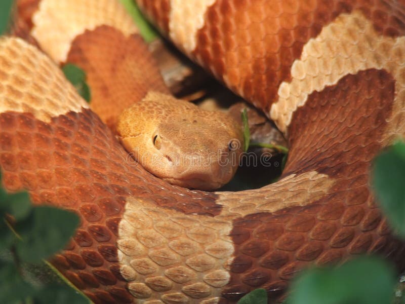 Bruine slang stock afbeelding. Image of bruin, blad, reptiel - 3633769