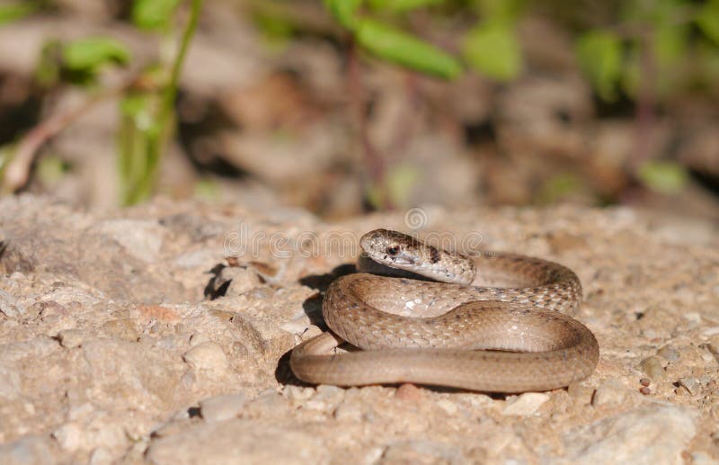 Bruine Slang - Storeria-dekayi - Stock Foto - Image of familie, soorten ...