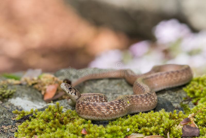Bruine Slang stock afbeelding. Image of grappig, gezicht - 30145011