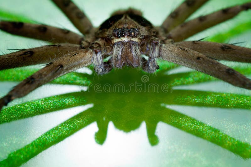 Fiddlebackspin, Vioolspin of Bruine Reclusa Van Loxosceles Van De ...