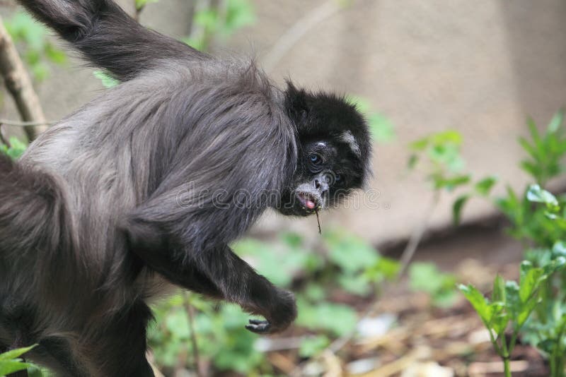 De Bruine Jongere Van De Spinaap Stock Foto - Image of amerikaans ...