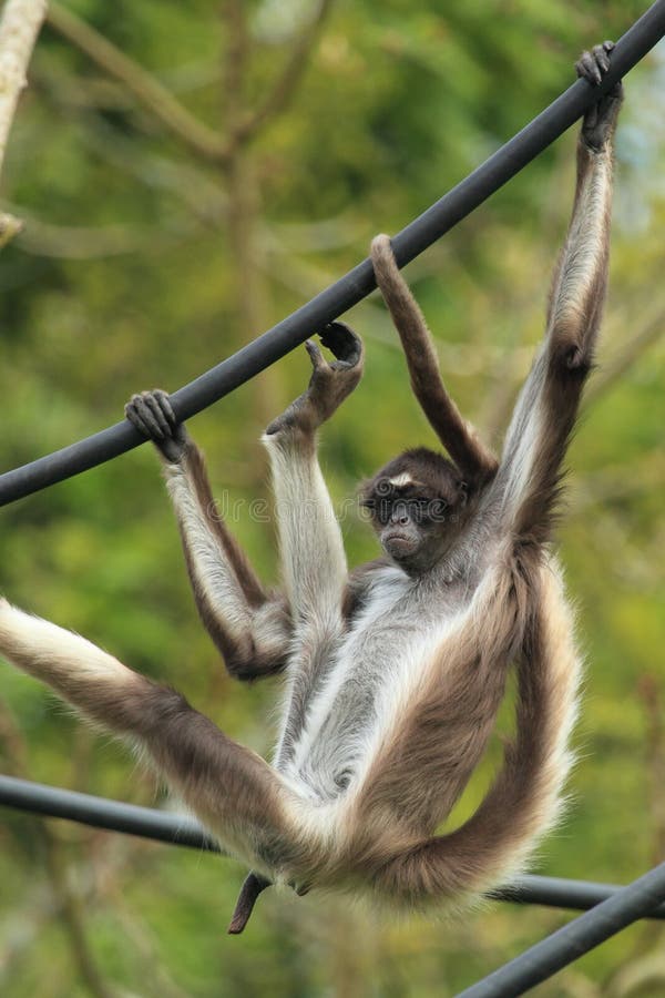 Bruine spin stock foto. Image of spin, takje, nave, dier - 101397620