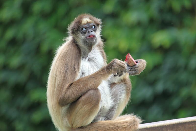 Bruine spinaap stock foto. Image of voedsel, zoogdier - 35998538