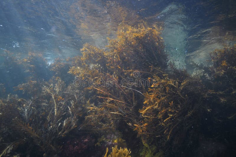 Zeewieren Onder Ondiep Water in Borneo Stock Afbeelding - Image of ...