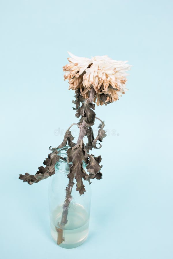 Bruised Flower Stock Photos - Free & Royalty-Free Stock Photos from ...