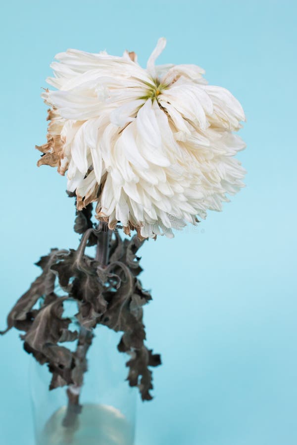 Bruised White Chrysanthemum Flower Stock Image - Image of fragrance ...