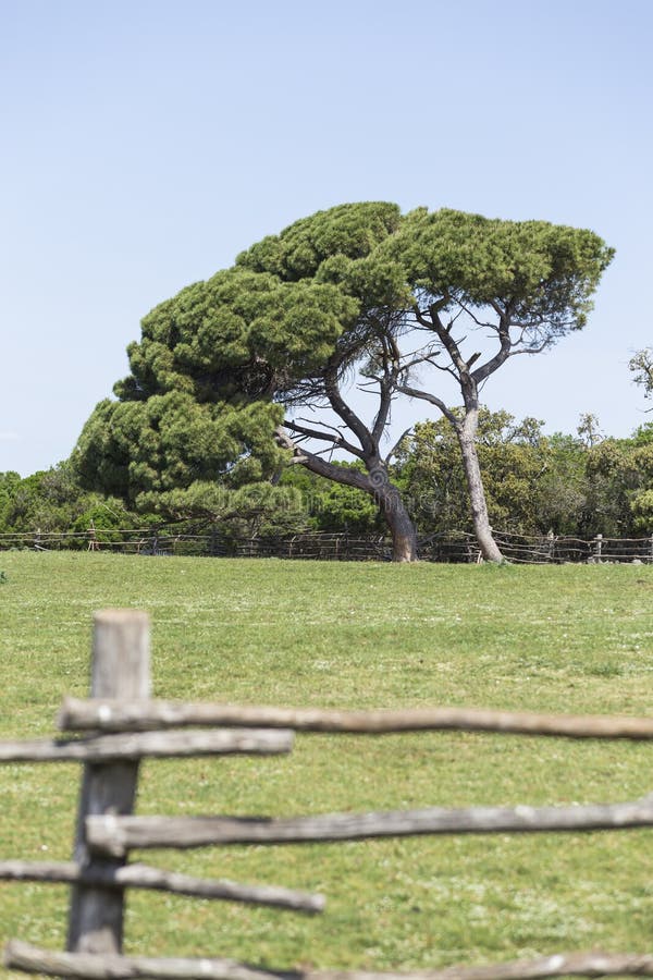 Brujini National Park stock image. Image of meadow, brijuni - 60500135