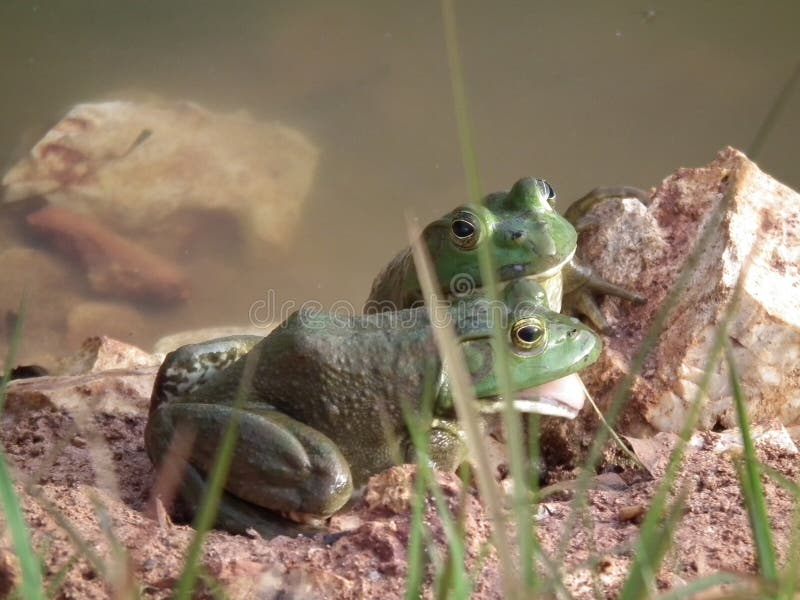De Kikker Springt Uit Het Zicht Stock Afbeelding - Afbeelding bestaande ...