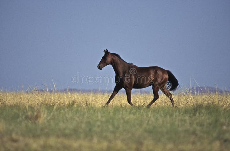 Brumby stock photo. Image of colt, stallion, source, brumby - 13234418