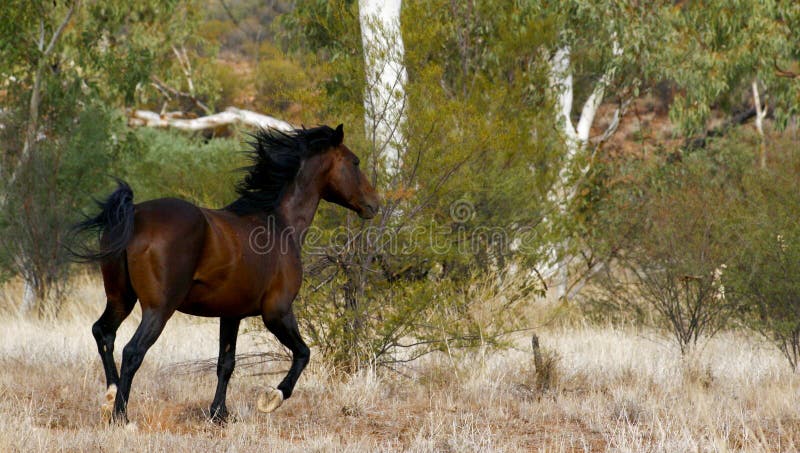 Brumby/Wild Horse stock image. Image of domesticated, fortitude - 7280653