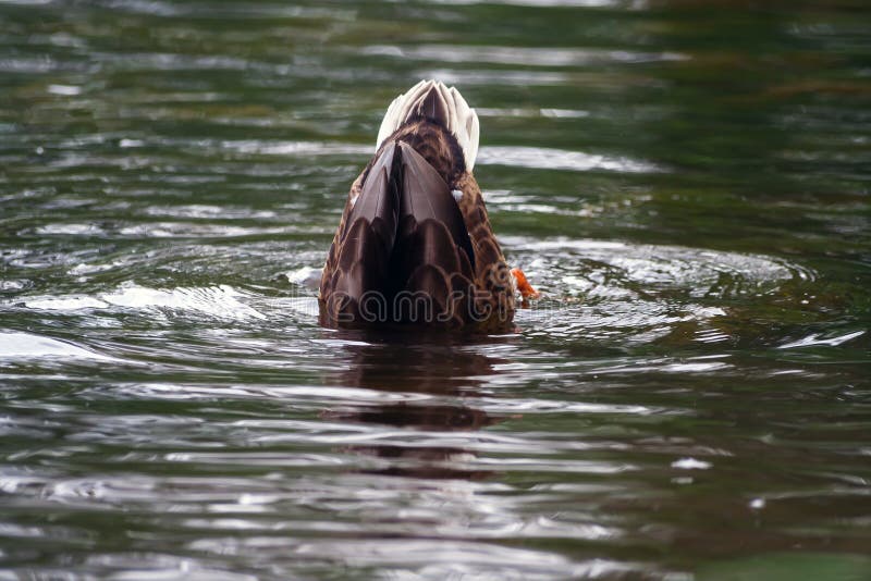 Brun andjakt i vattnet fotografering för bildbyråer. Bild av anka ...