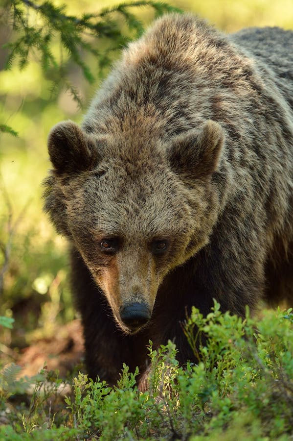 Brunbjörn i skog på sommar arkivfoto. Bild av medf8ort - 42853230