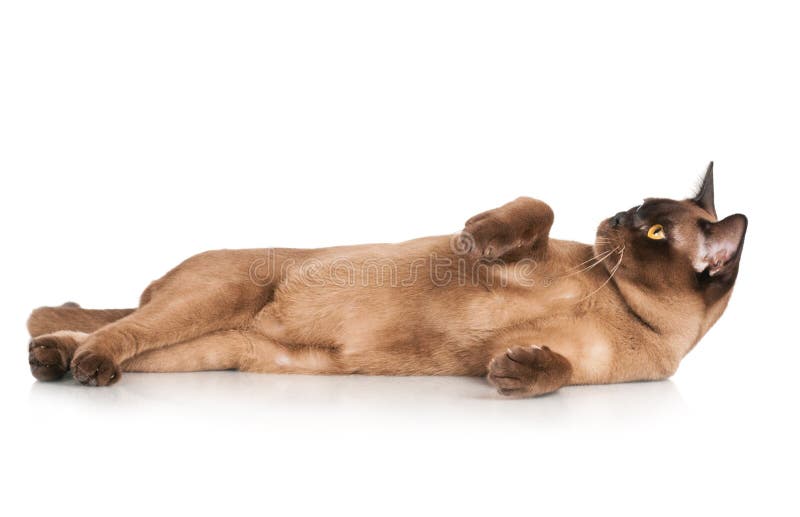 Brun burmese katt fotografering för bildbyråer. Bild av angus - 35387409