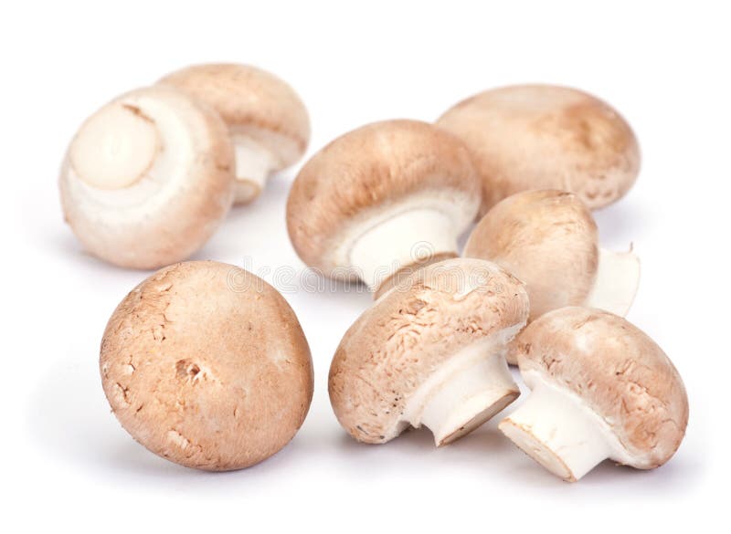 Stor Brun Champinjonkultur I Skogslut Upp Arkivfoto - Bild av ...