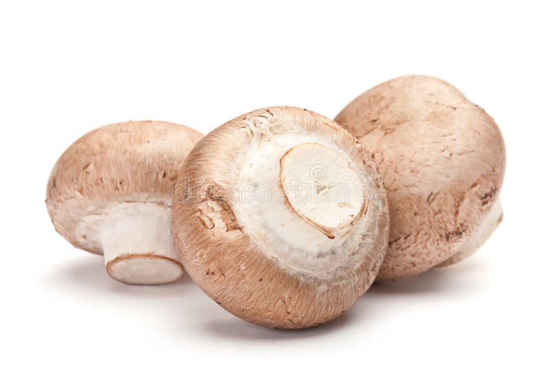 Stor Brun Champinjonkultur I Skogslut Upp Arkivfoto - Bild av ...