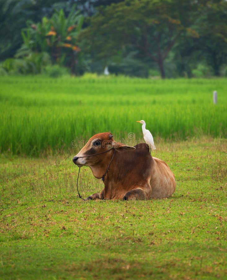 Brun De Vache Avec L'oiseau Photo stock - Image of brun, champs: 60527388