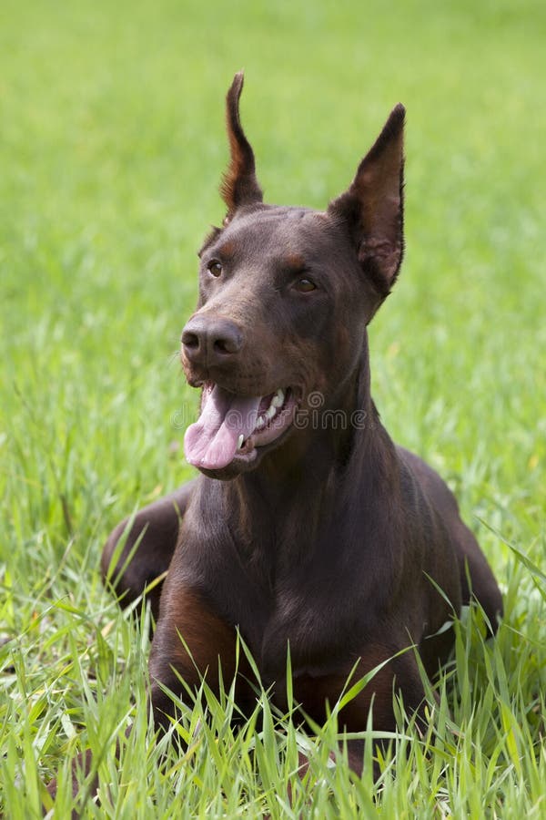 Brun dobermann arkivfoto. Bild av stamträd, liten, sommar - 16735372