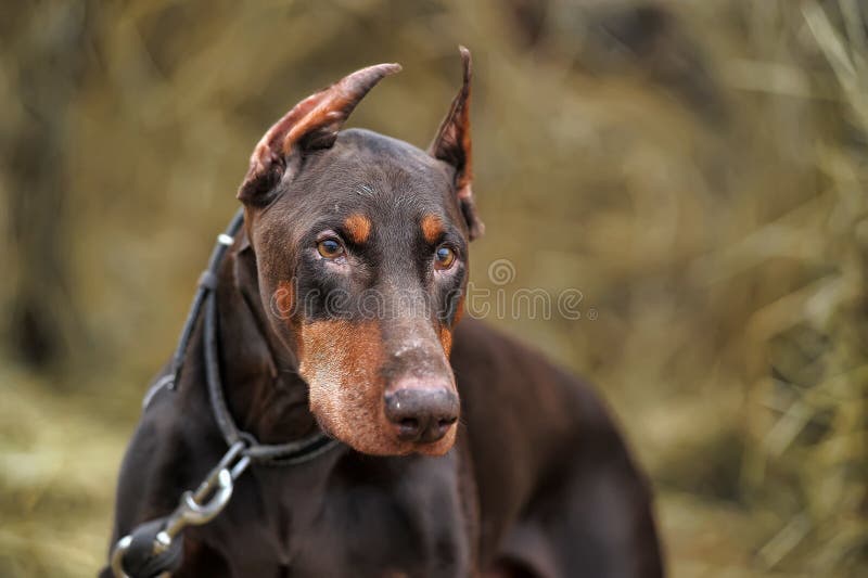 Brun doberman fotografering för bildbyråer. Bild av hemhjälp - 30874023