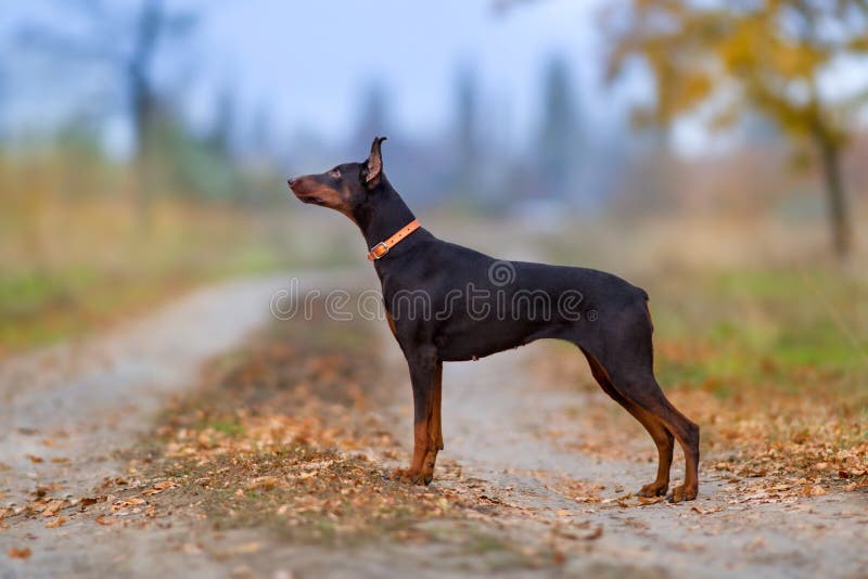 Brun dobermann exteriör fotografering för bildbyråer. Bild av utanför ...