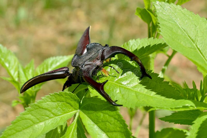 Brun ekoxe arkivfoto. Bild av makro, litet, medf8ort - 34340262