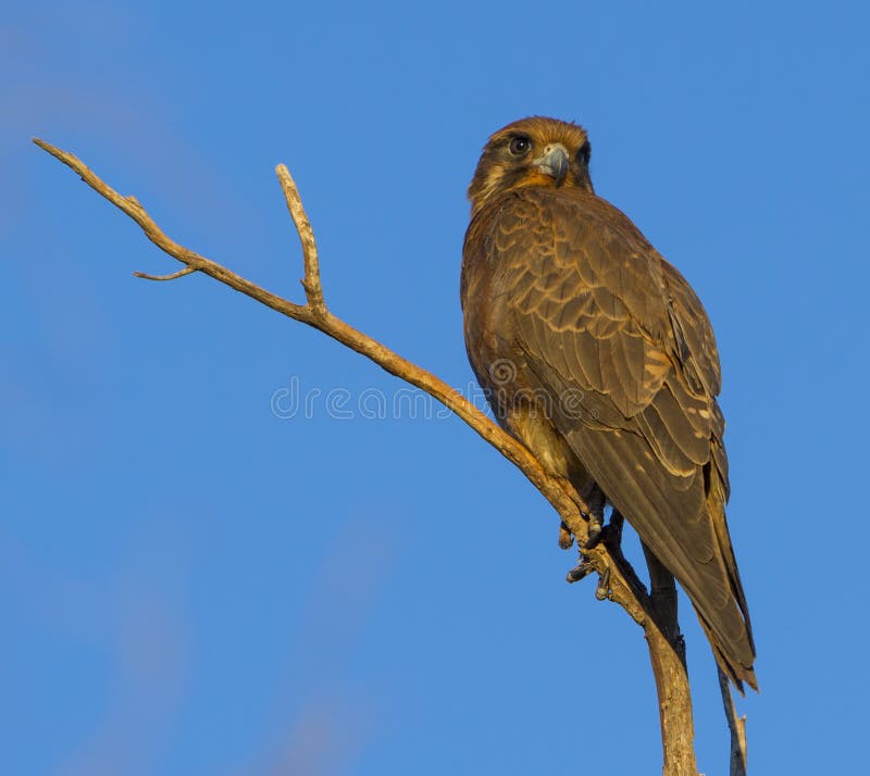 Brun falk fotografering för bildbyråer. Bild av höjd - 50181245