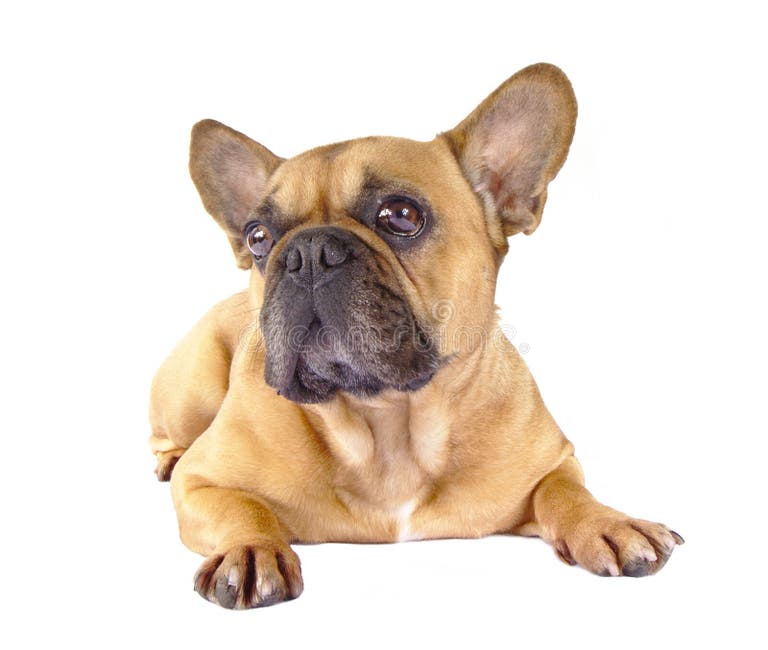 Brun fransk bulldogg arkivfoto. Bild av mops, medf8ort - 49236016