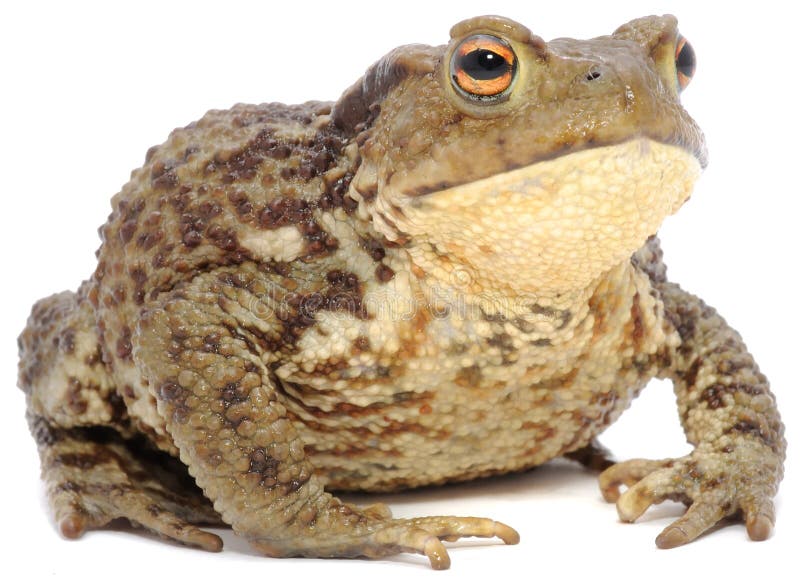 Brun groda fotografering för bildbyråer. Bild av green - 7283787
