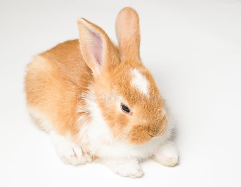 Gullig kanin arkivfoto. Bild av gulligt, gnagare, fauna - 13010640