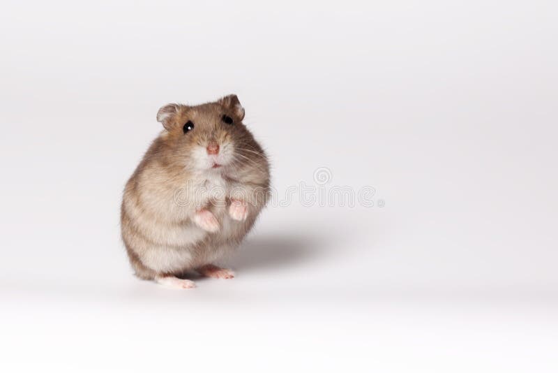 Gullig Hamster För Barn Fotografering för Bildbyråer - Bild av ögon ...