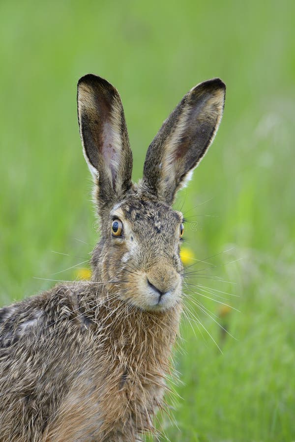 Brun Hare (europeisk Hare, Lepuseuropaeusen) Fotografering för ...