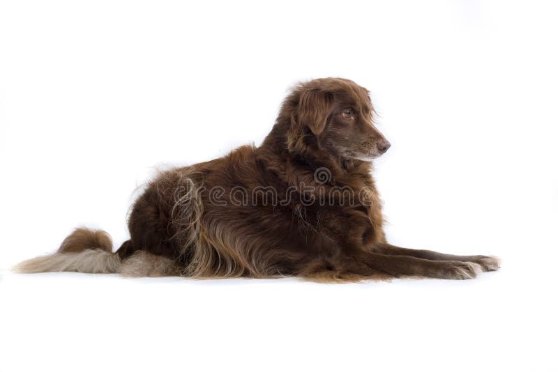 Brun hund arkivfoto. Bild av lägga, hörntand, hund, husdjur - 2985184