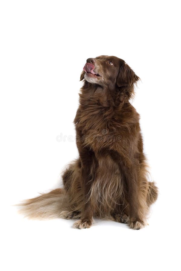 Luddig hund fotografering för bildbyråer. Bild av husdjur - 2866119