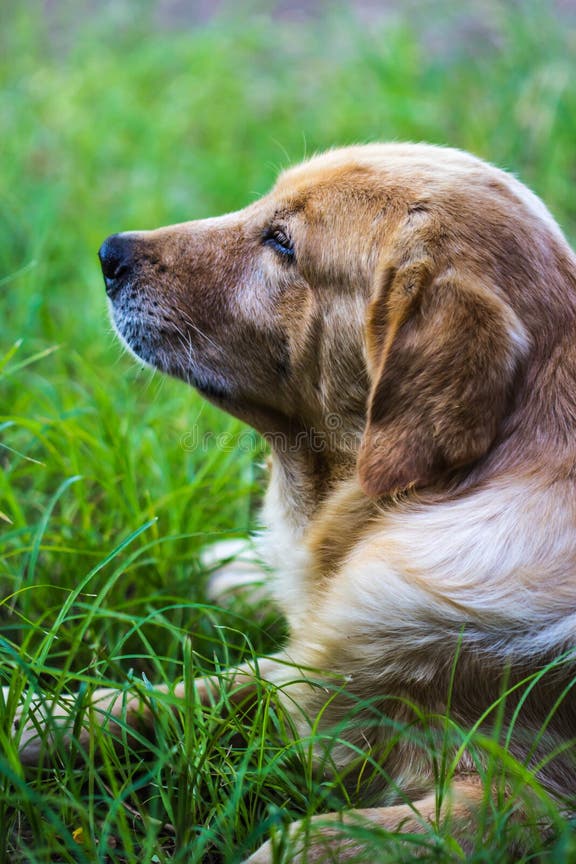 Brun hund i gardem arkivfoto. Bild av gulligt, hundar - 124307320