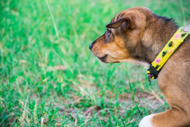 Brun hund i parkera arkivfoto. Bild av parkera, angus - 133019326