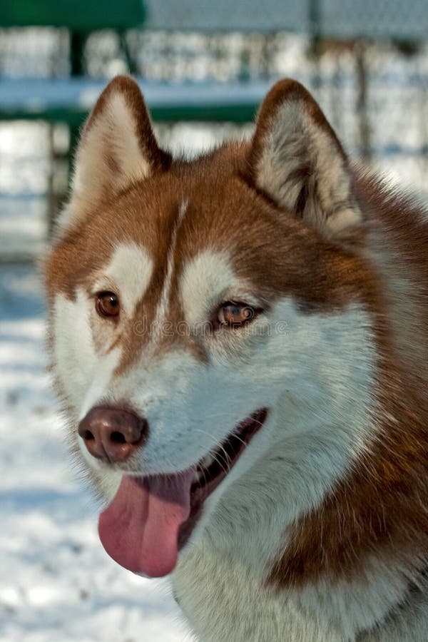 Brun husky arkivfoto. Bild av staket, iakttagare, medf8ort - 17600412