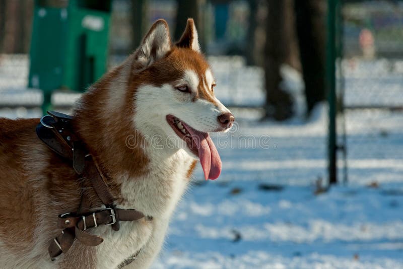 Brun husky arkivfoto. Bild av däggdjur, utomhus, anhydrous - 17600412
