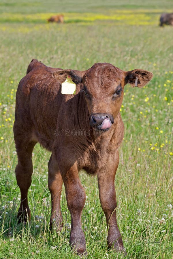 Brun kalv fotografering för bildbyråer. Bild av barn - 32175305