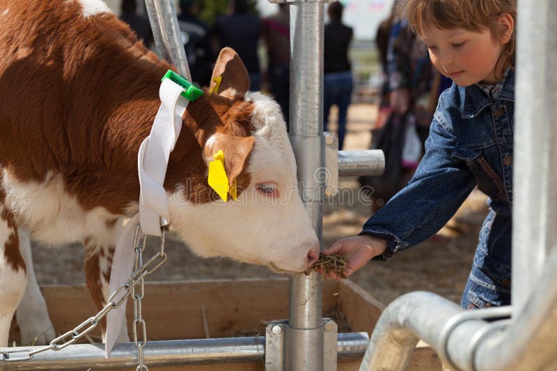 Brun kalv fotografering för bildbyråer. Bild av barn - 32175305