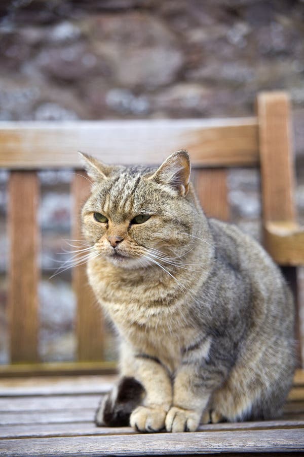 Brun katt arkivfoto. Bild av öron, stillhet, relax, medf8ort - 17467512