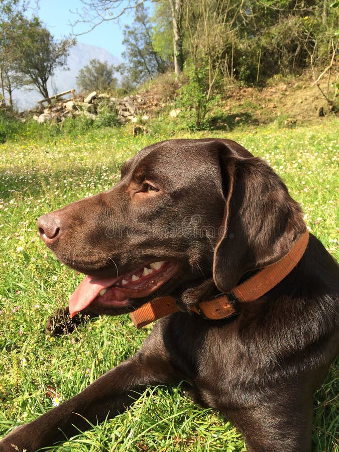 Brun labrador retriever fotografering för bildbyråer. Bild av husdjur ...