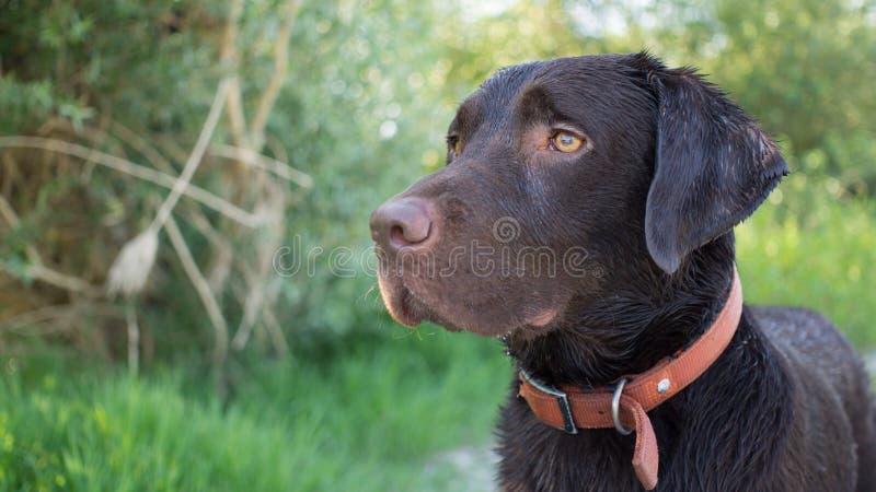 Brun labrador retriever fotografering för bildbyråer. Bild av husdjur ...
