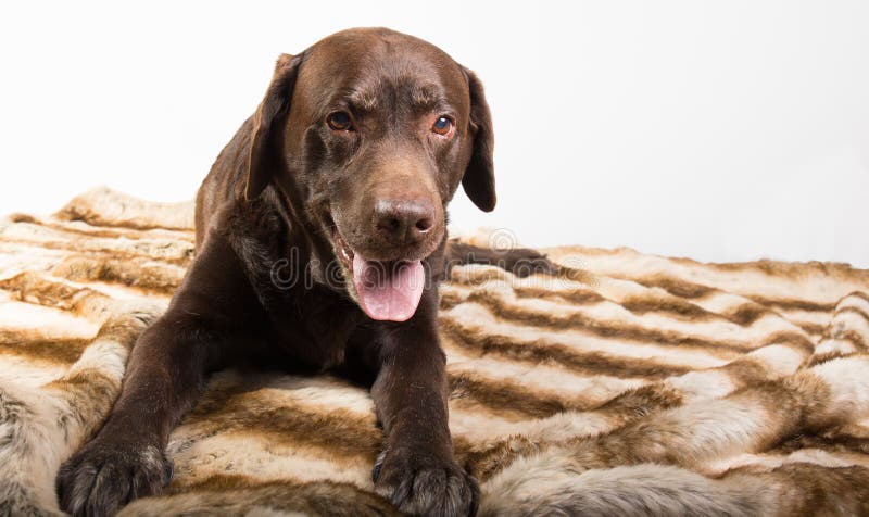 Brun labrador retriever arkivfoto. Bild av gulligt, hörntand - 63307776